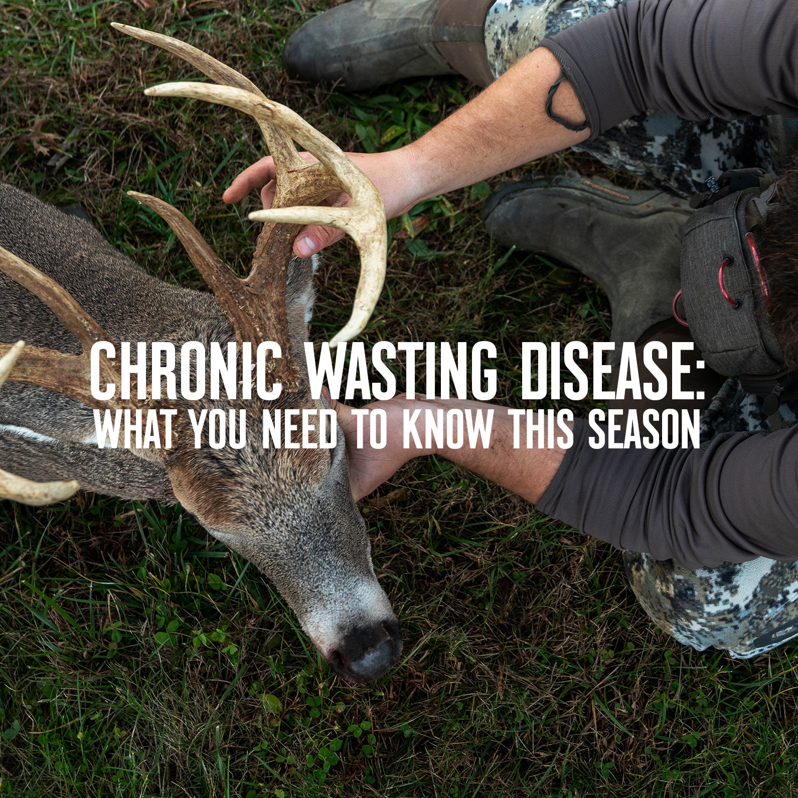 Wasting Disease