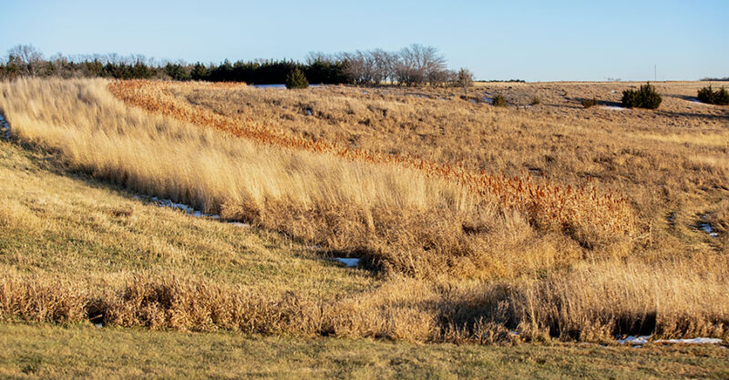 Scouting for Upland Birds - The Definitive Guide | onX Hunt