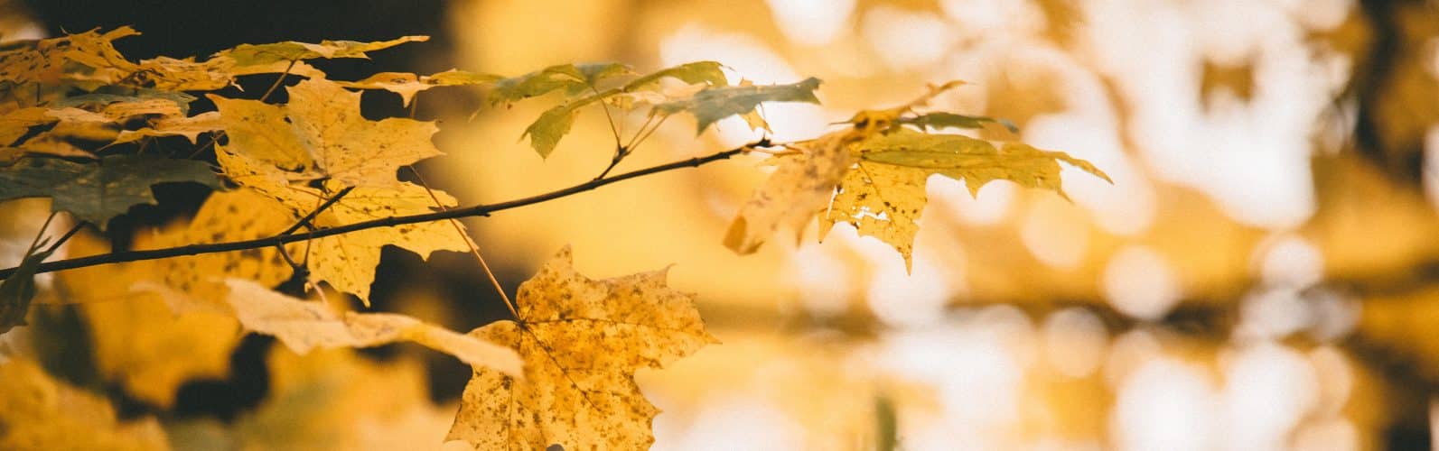 North Carolina Leaf-Off Imagery | onX