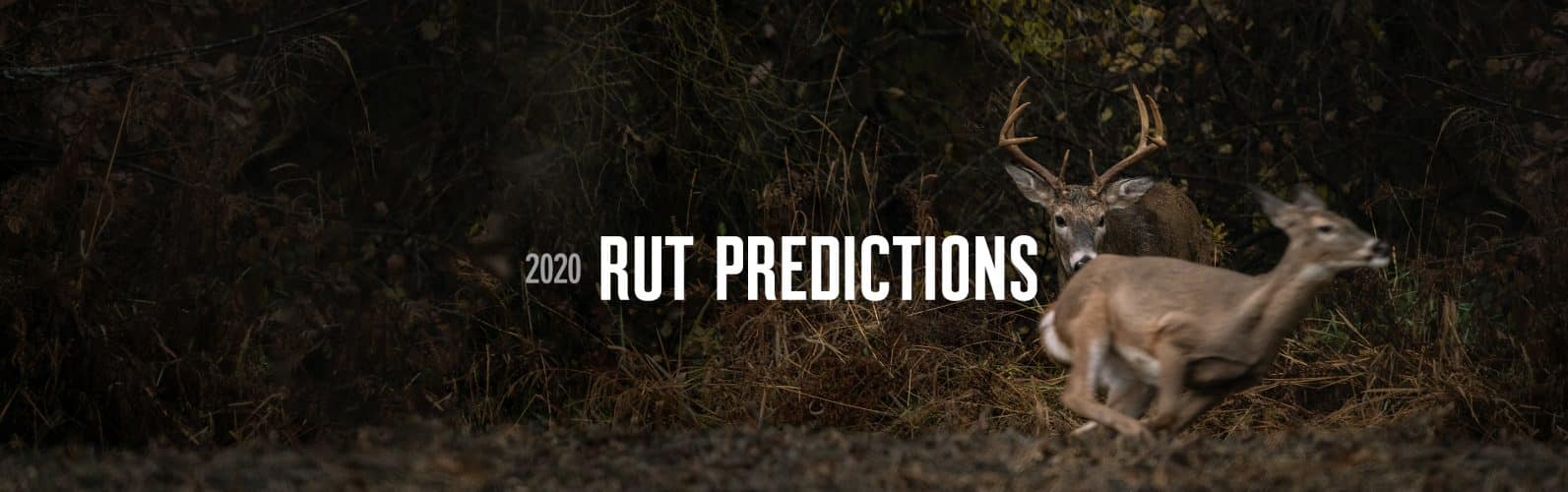 Deer Rut Guide | Rut Report, Predictions & More | onX Hunt