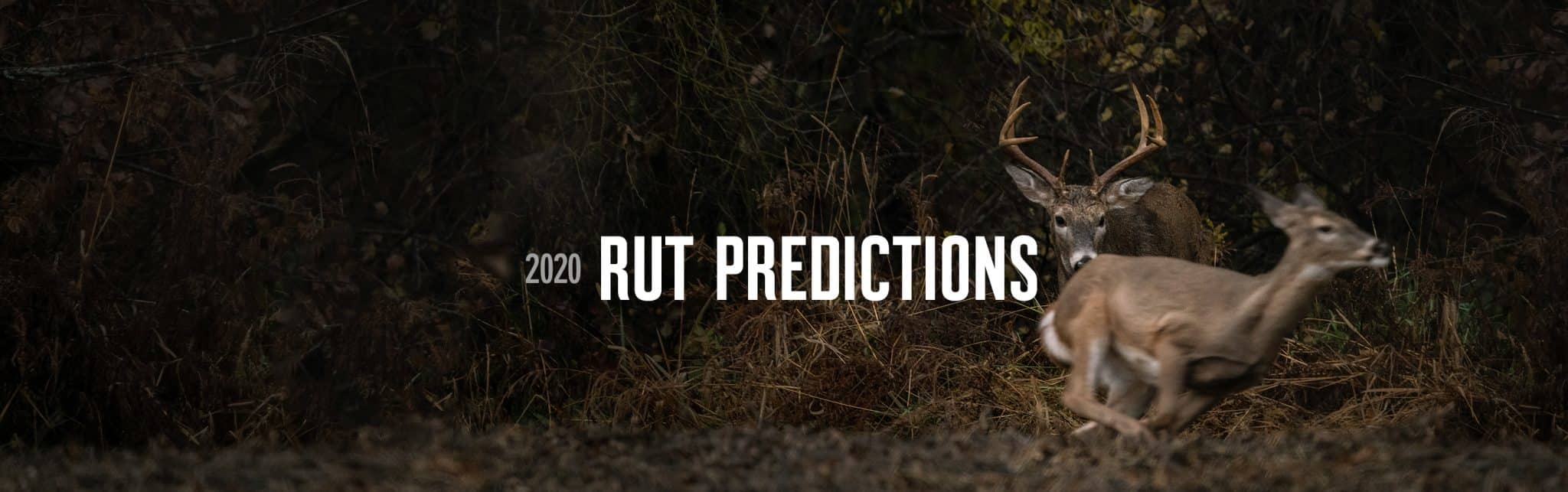 Deer Rut Guide | Rut Report, Predictions & More | onX Hunt