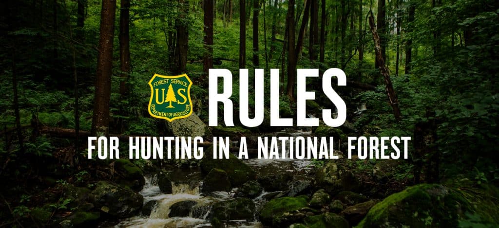 Can You Hunt in a National Forest? | onX Hunt