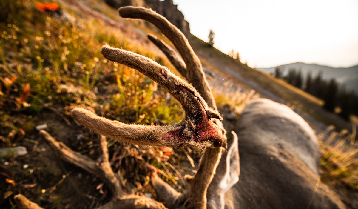 Sam Averett: High-Country Mule Deer + E-Scouting | onX Hunt