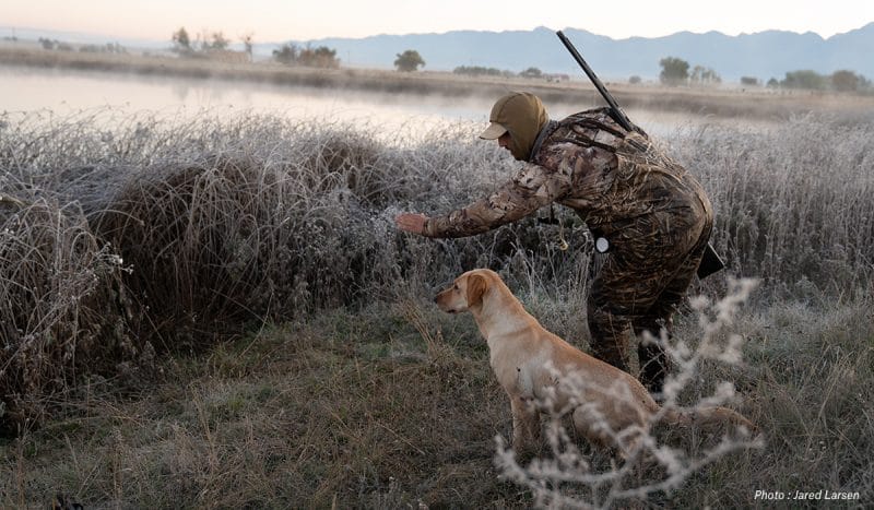 Expert Advice for Selecting and Training Waterfowl Hunting Dogs | onX Hunt