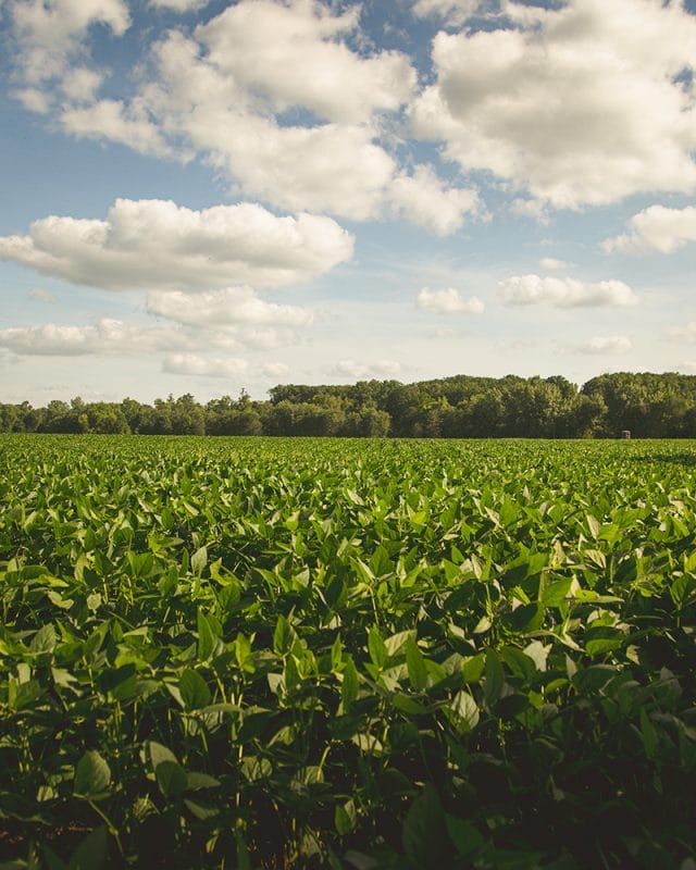 Crop Data Layers for Hunting | onX Hunt