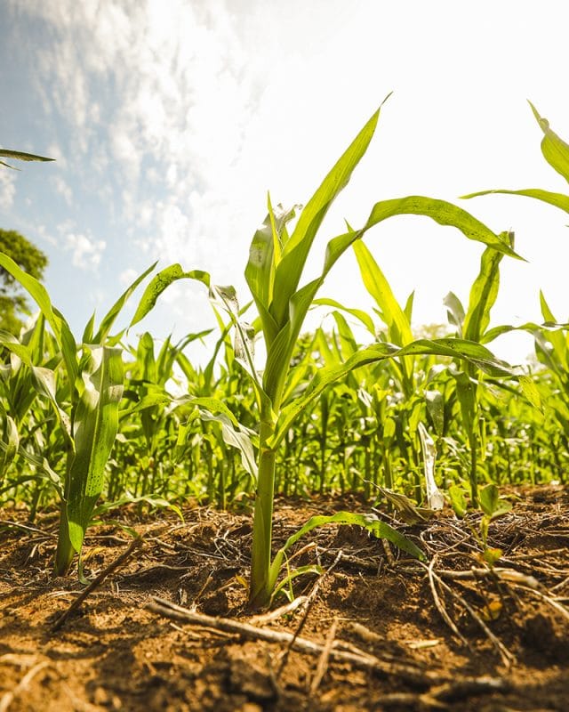 Crop Data Layers for Hunting | onX Hunt