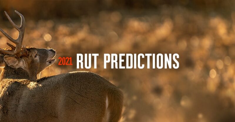 Deer Rut Guide | Rut Report, Predictions & More | onX Hunt