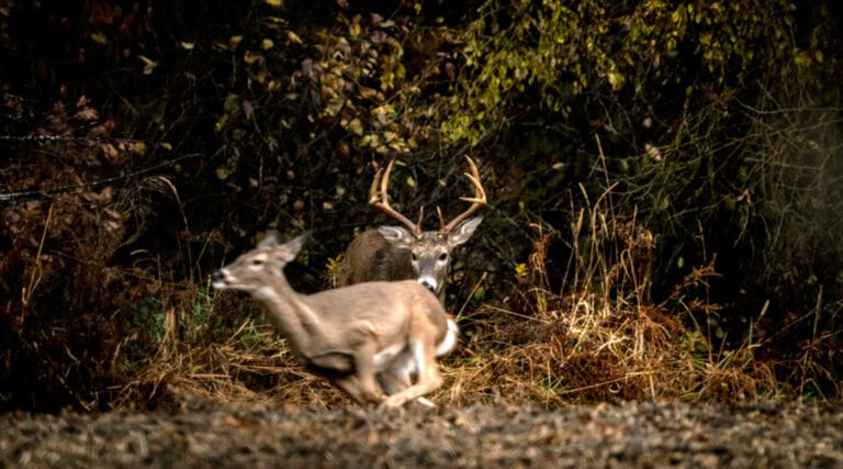 Southern Rut Heat Map | onX Hunt