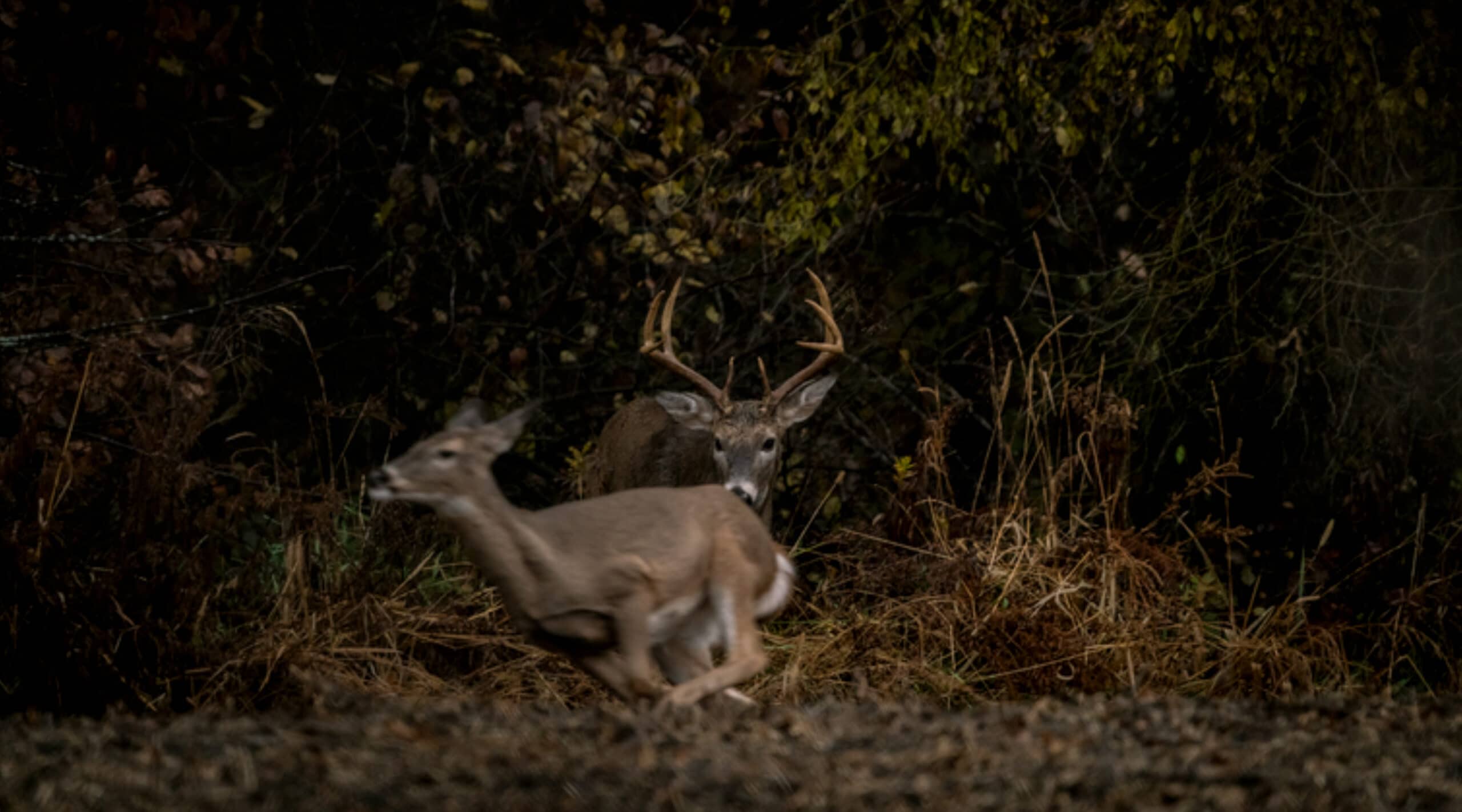 Southern Rut Heat Map | onX Hunt