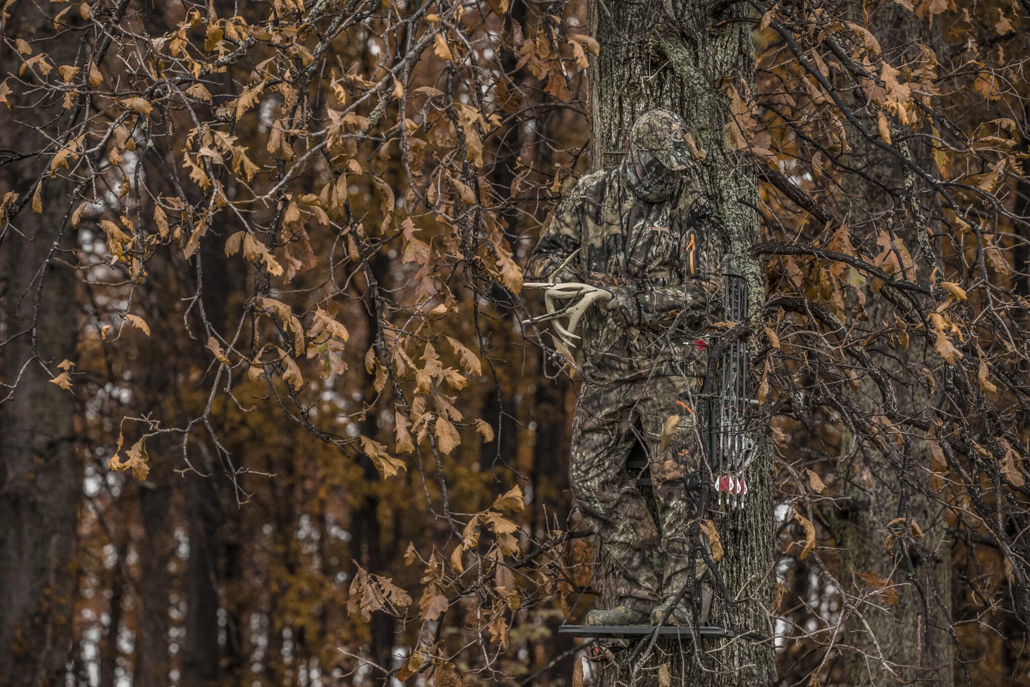 Tree Species Distribution & Habitat Maps for Hunting | onX Hunt