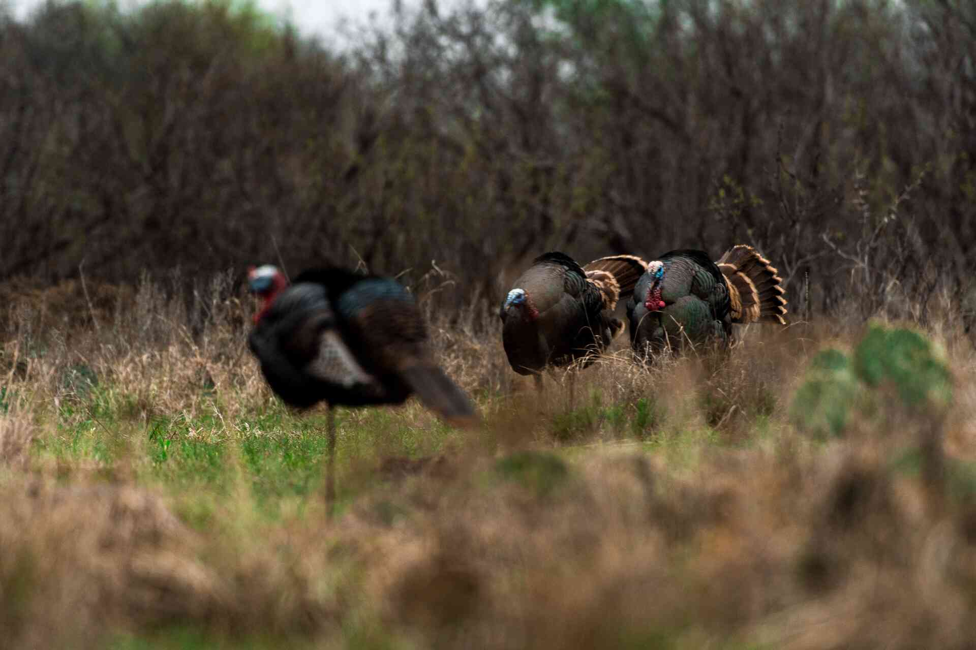 Turkey Grand Slam and How to Get One| onX Hunt