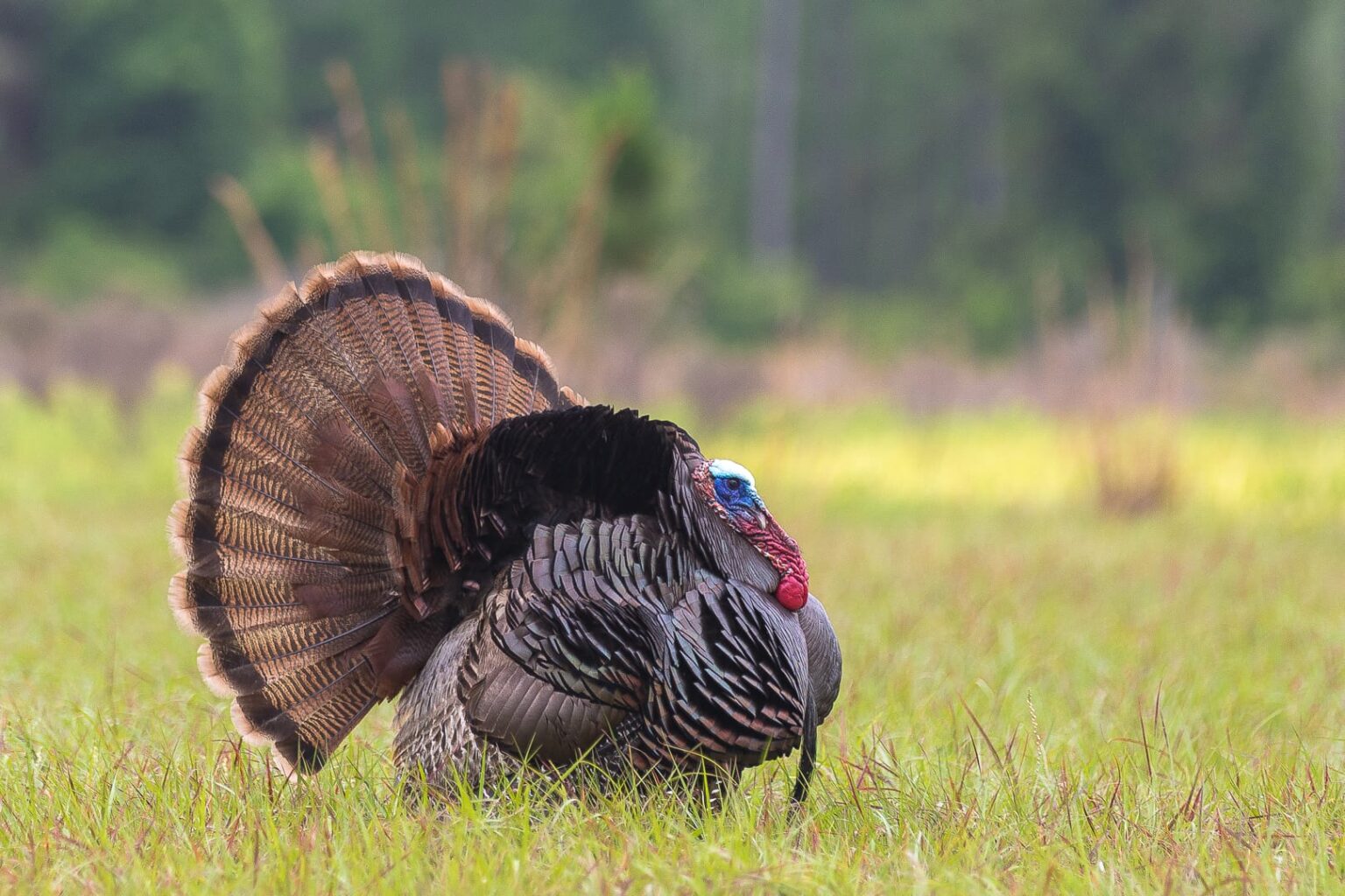 Turkey Grand Slam and How to Get One| onX Hunt