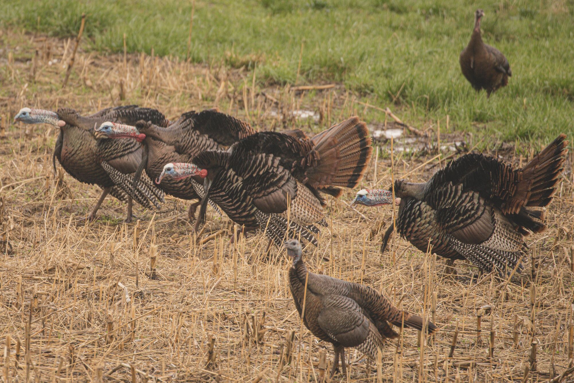 Understanding Turkey Behavior Patterns | onX Hunt