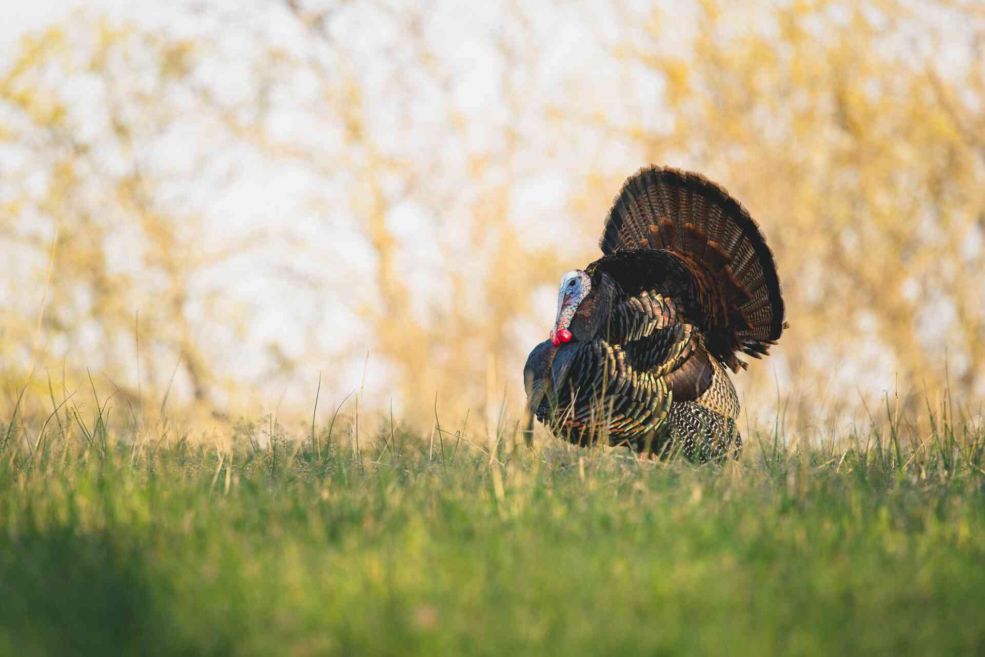 Turkey Grand Slam and How to Get One| onX Hunt