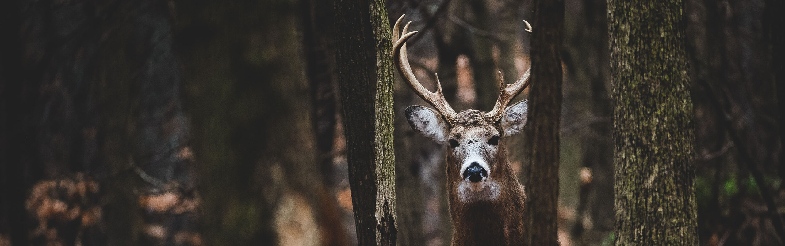 Scouting for Deer - The Definitive Guide | onX Hunt
