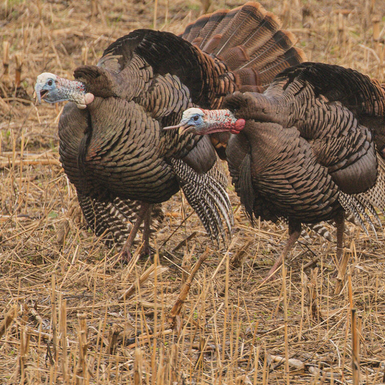 Turkey Hunting Guide for the Best States To Hunt Each Subspecies