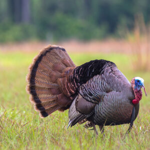 Turkey Hunting Guide for the Best States To Hunt Each Subspecies