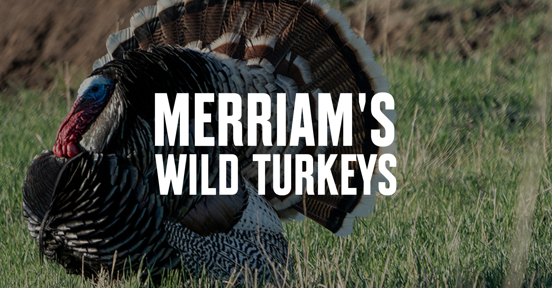 Hunting the Merriam's Wild Turkey | onX Hunt