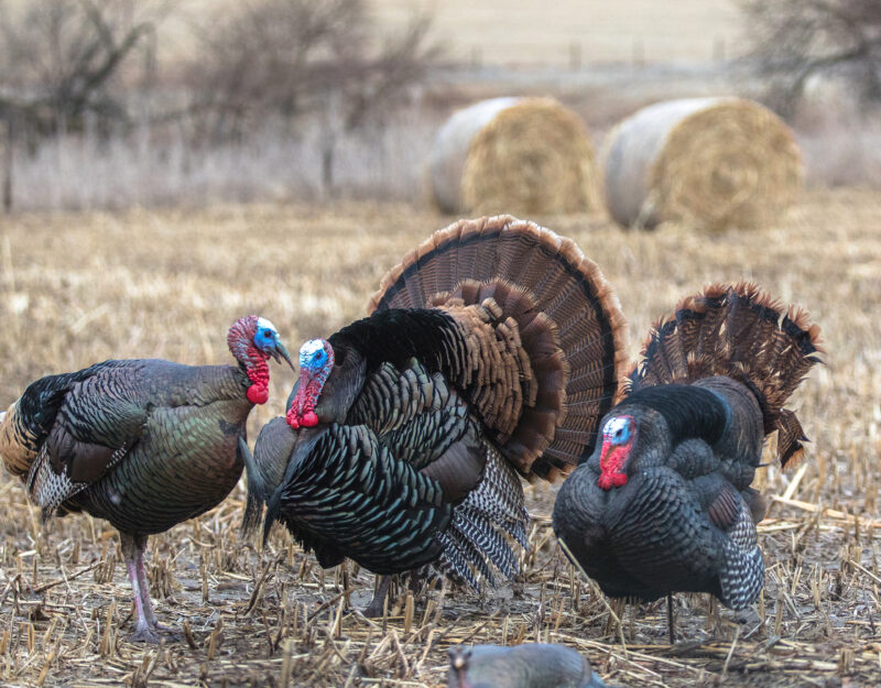 Hunting the Hybrid Wild Turkey