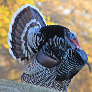 Turkey Hunting Guide for the Best States To Hunt Each Subspecies