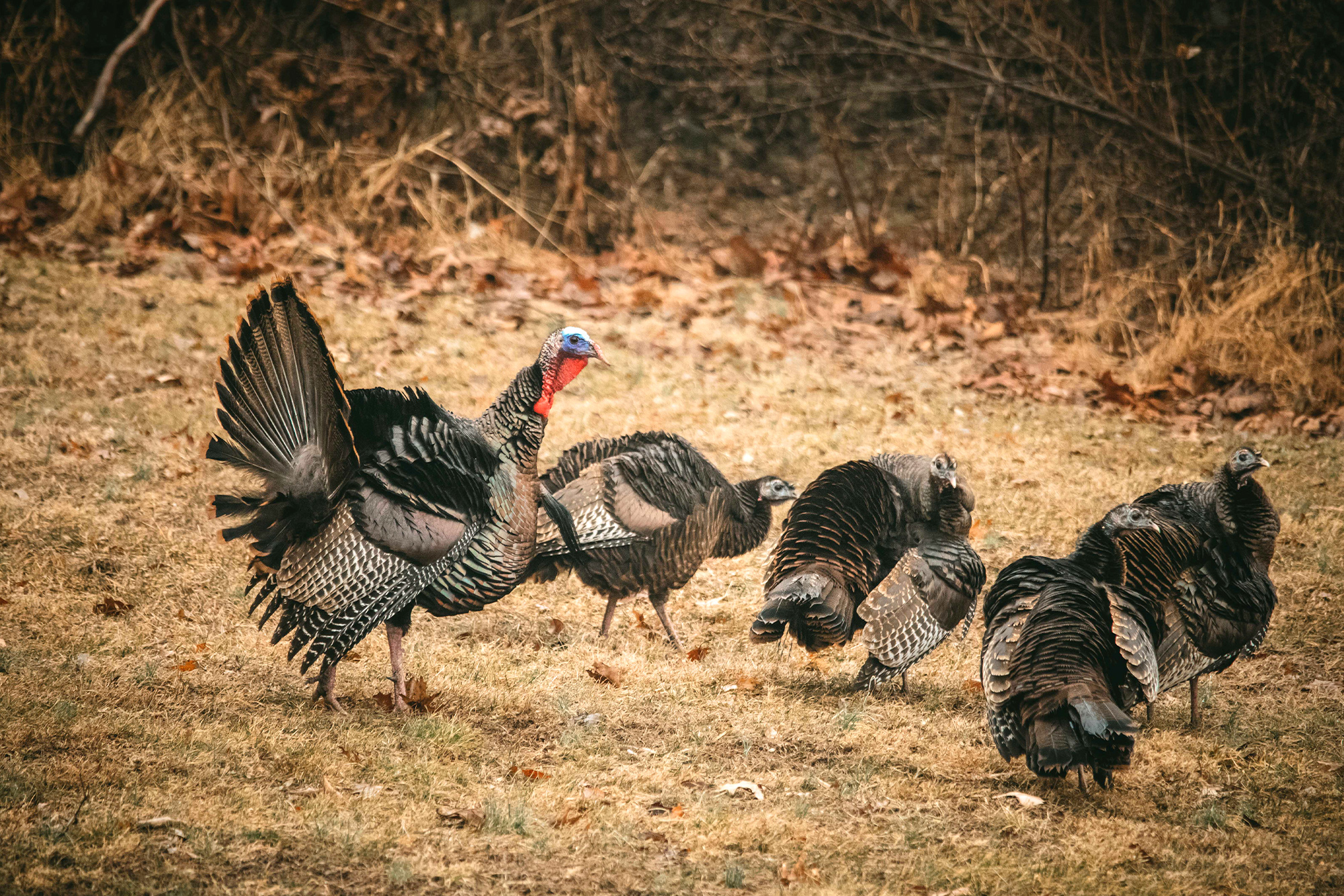 Master Turkey Hunting with onX Hunt Turkey Academy