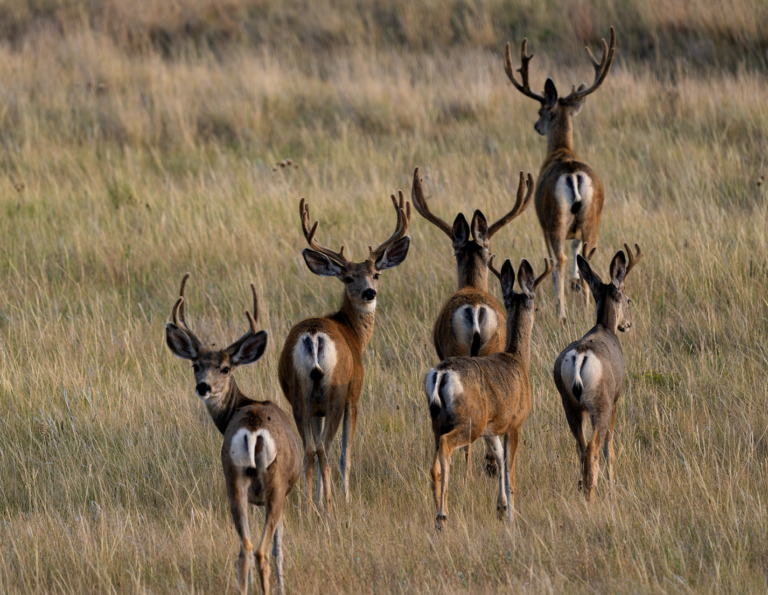 Mule Deer–Understanding Their Biology, Trends and Ranges