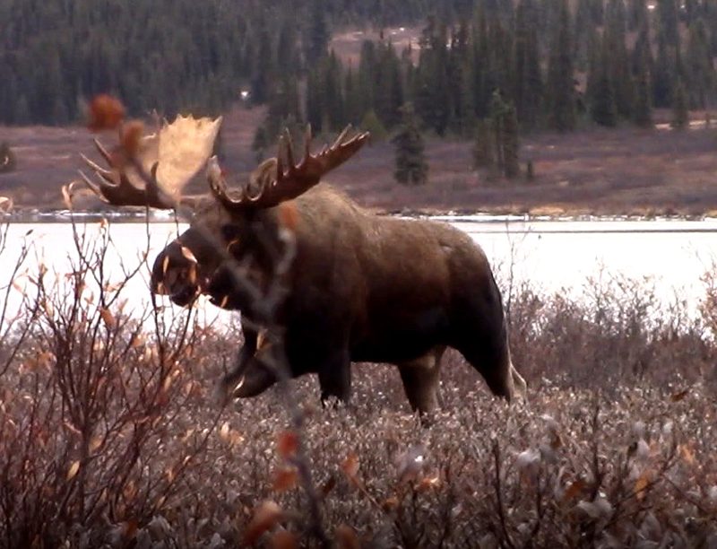 Hunting Moose in Canada and the Tail of Scuba Moose | onX Hunt