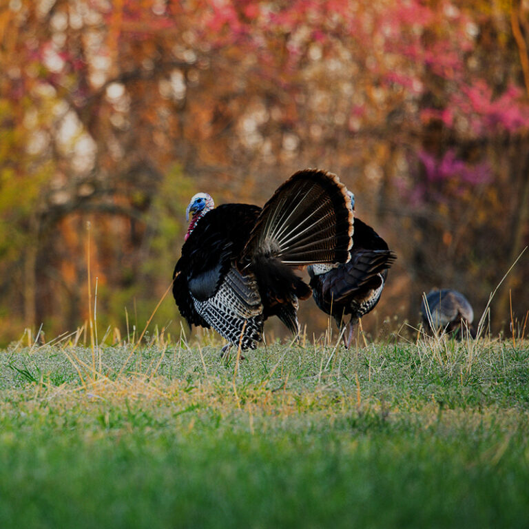 Ol' Tom Turkey Gear and Turkey Vests – Save 25% | onX Hunt