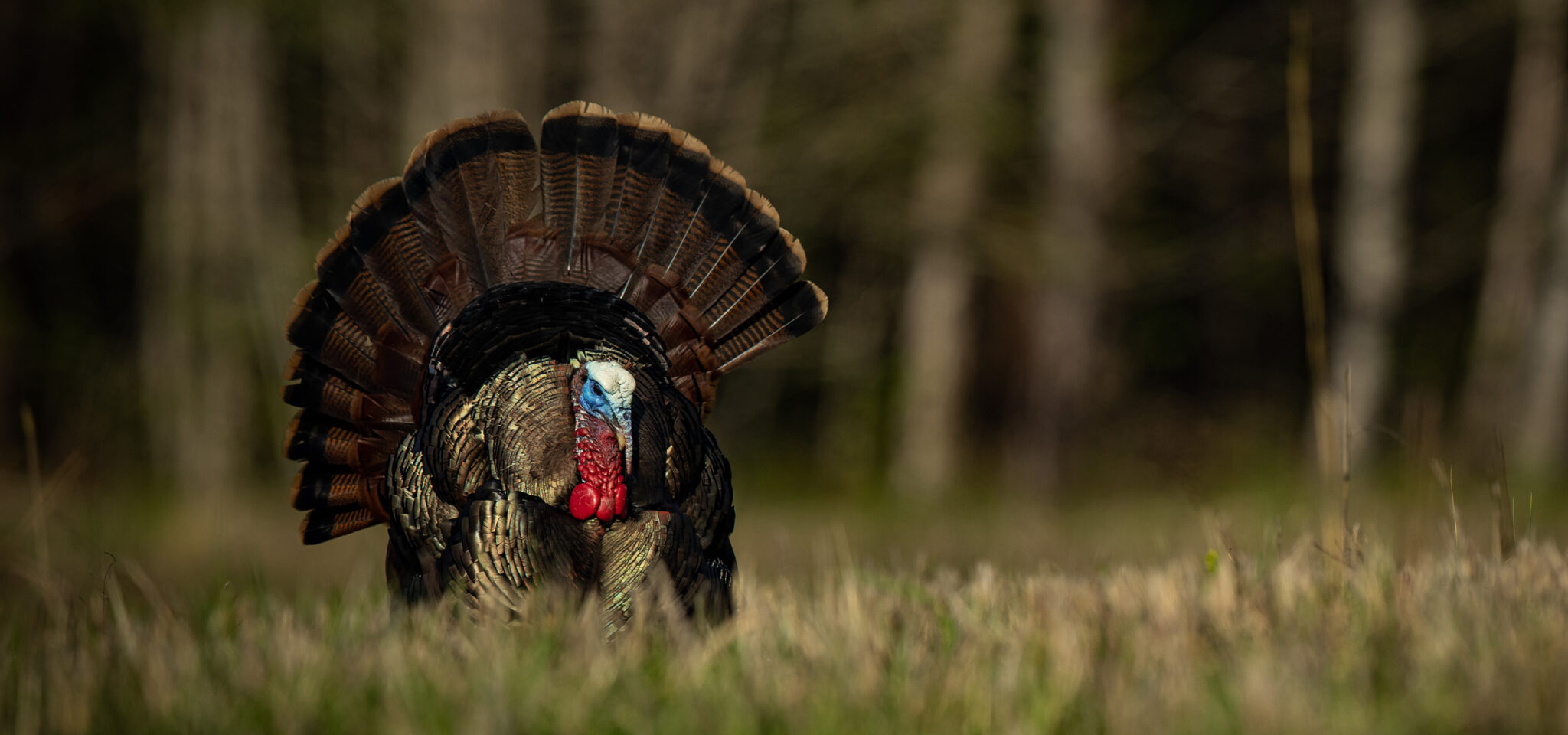 Master Turkey Hunting with onX Hunt Turkey Academy