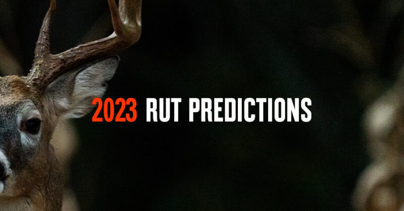 Deer Rut Guide | Rut Report, Predictions & More | onX Hunt