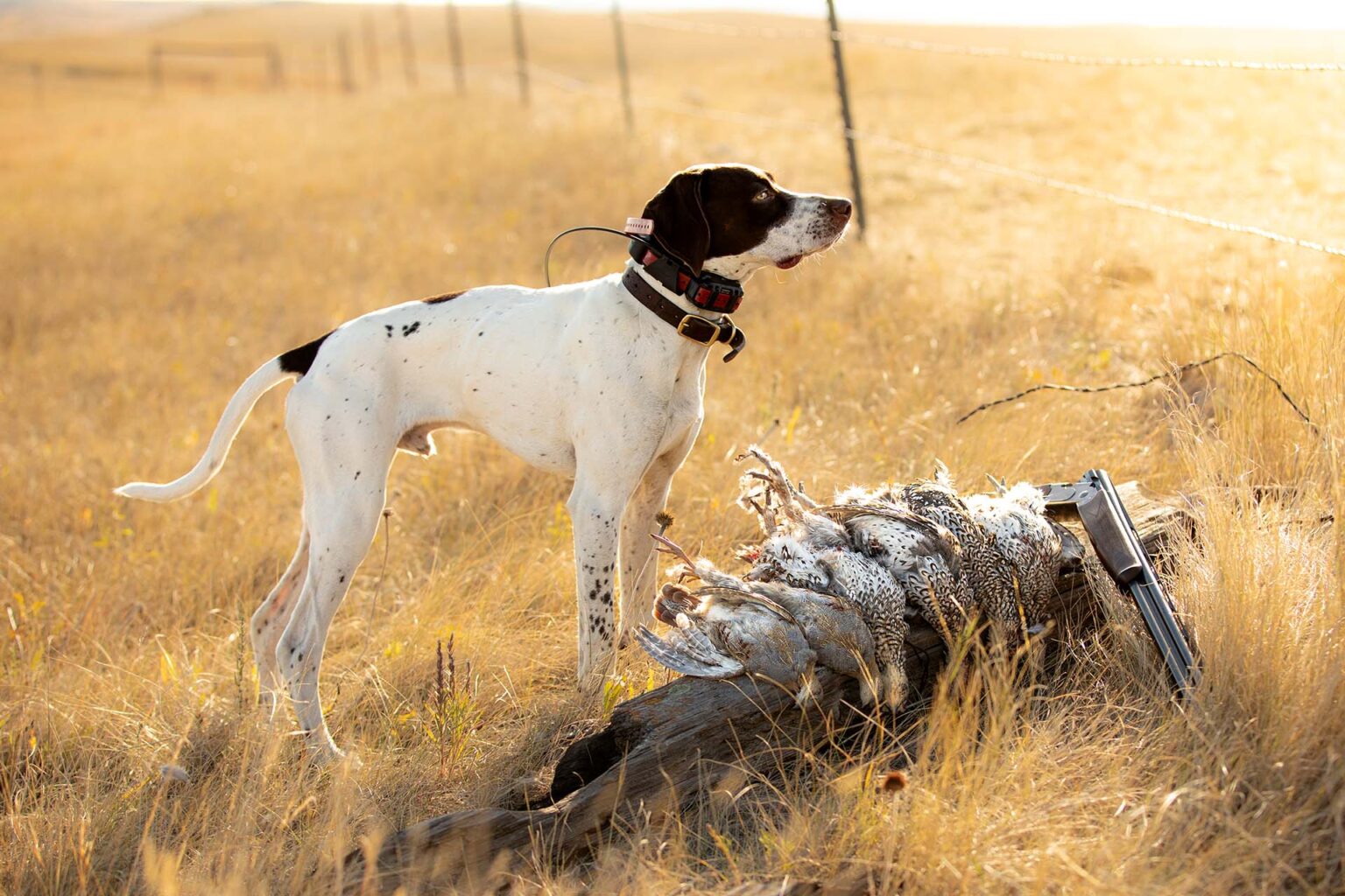 Five Hunting Dogs & One Kid: onX’s Ben Brettingen | onX Hunt