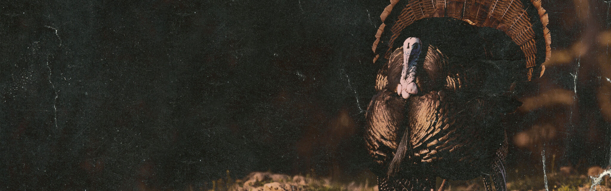 Turkey Hunting Series | onX Hunt Masterclasses