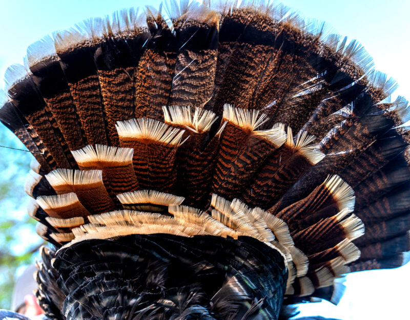 Rio Grande Wild Turkey Hunting States | onX Hunt