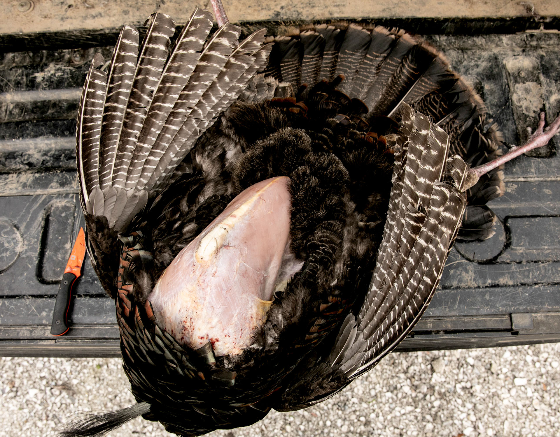 Cleaning Wild Turkey: An Illustrated Step-by-Step Guide | onX Hunt