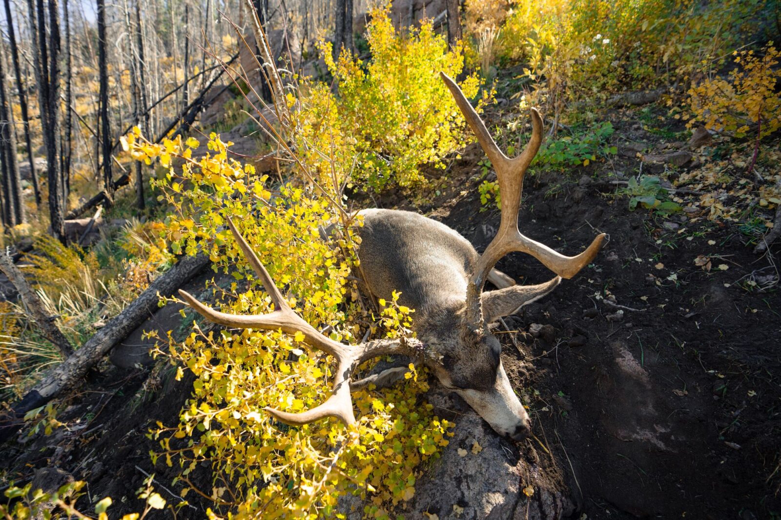 onX Hunt Masterclasses - Learn How to Use onX Hunt