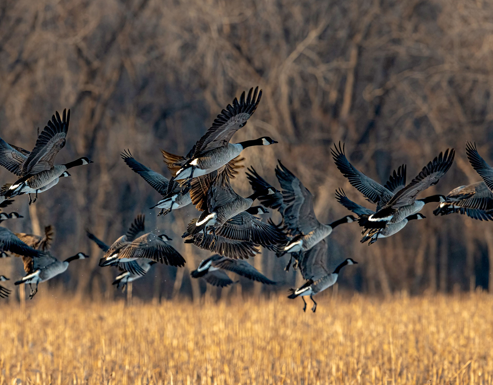 Goose Hunting | Strategies for Different Types of Geese | onX Hunt
