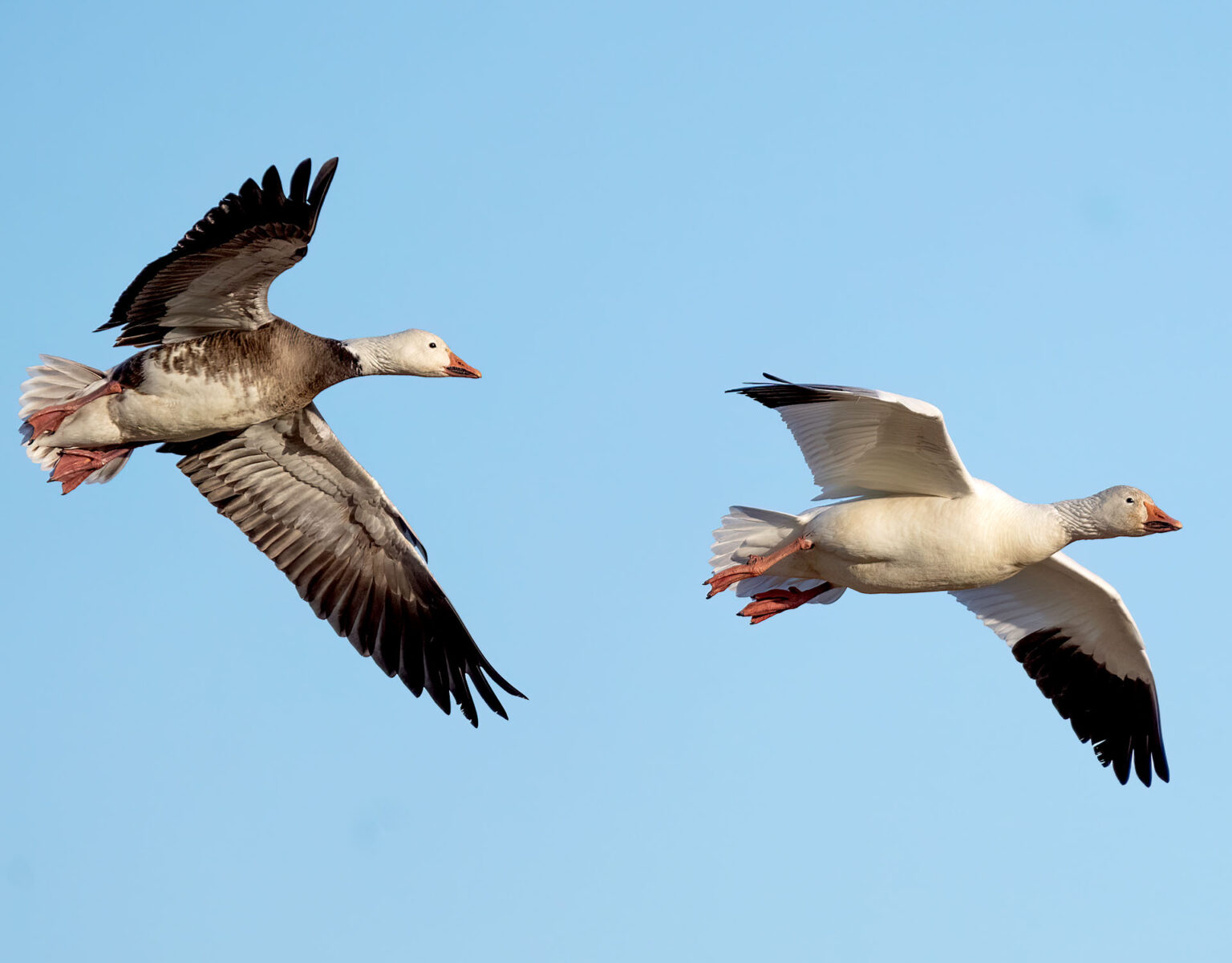 Goose Hunting | Strategies for Different Types of Geese | onX Hunt