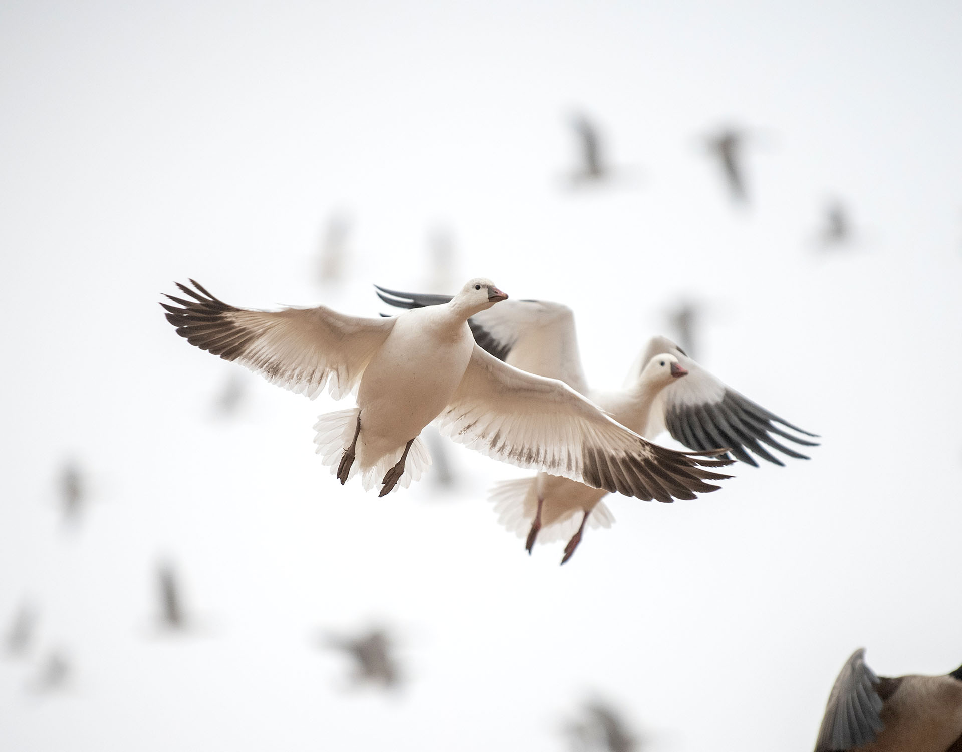 Goose Hunting | Strategies for Different Types of Geese | onX Hunt