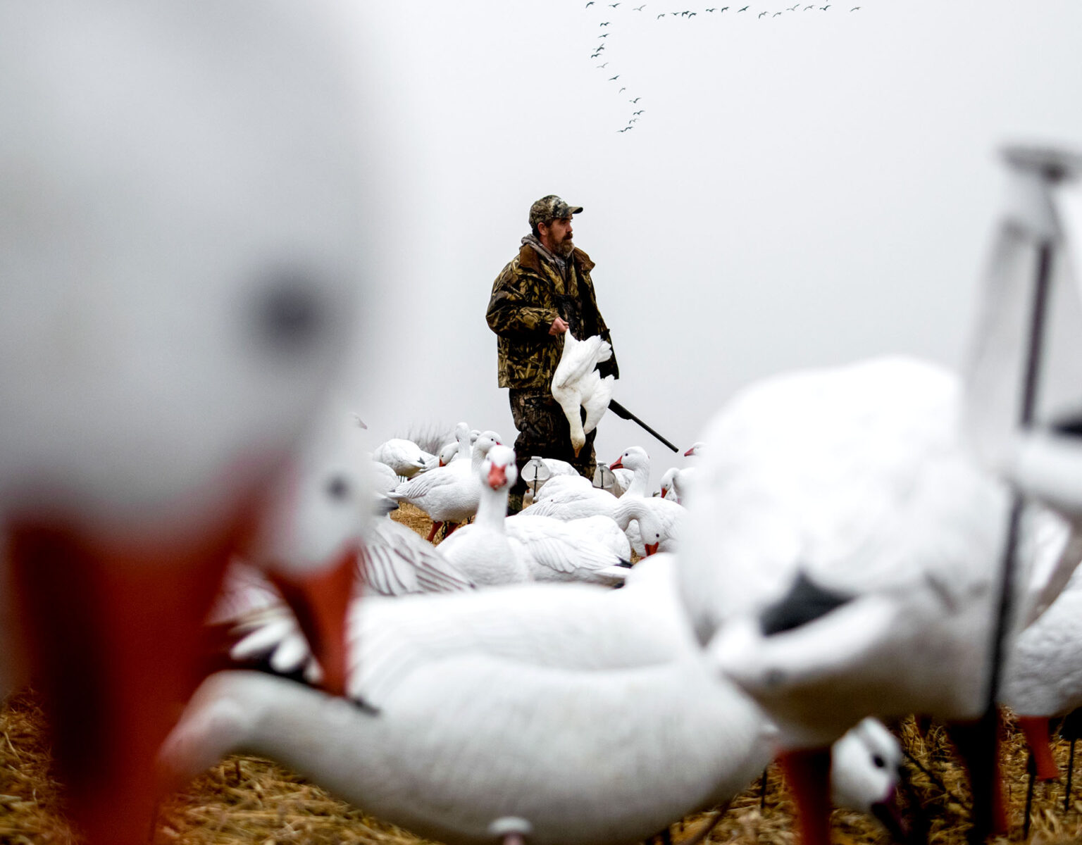 Goose Hunting | Strategies for Different Types of Geese | onX Hunt