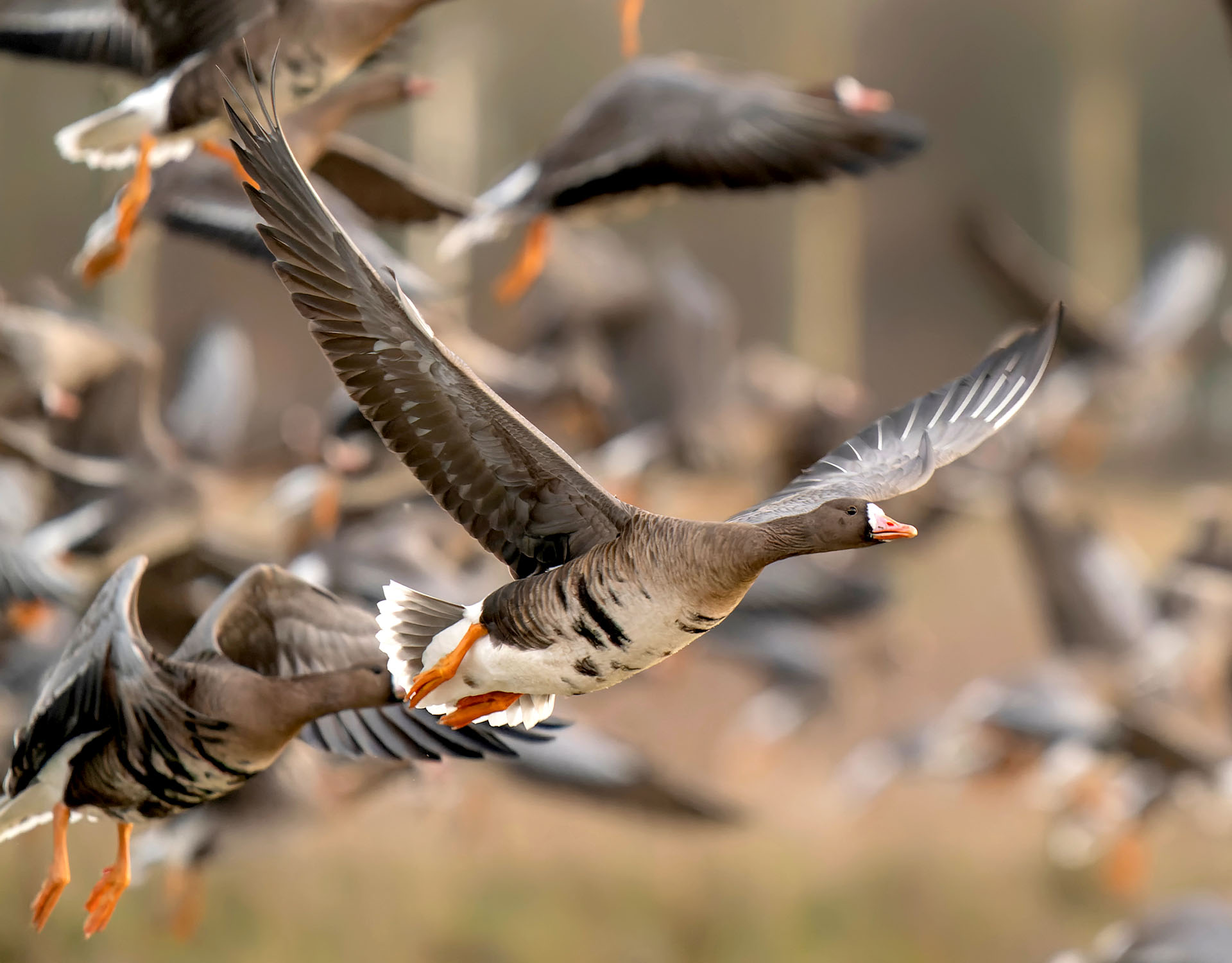 Goose Hunting | Strategies for Different Types of Geese | onX Hunt