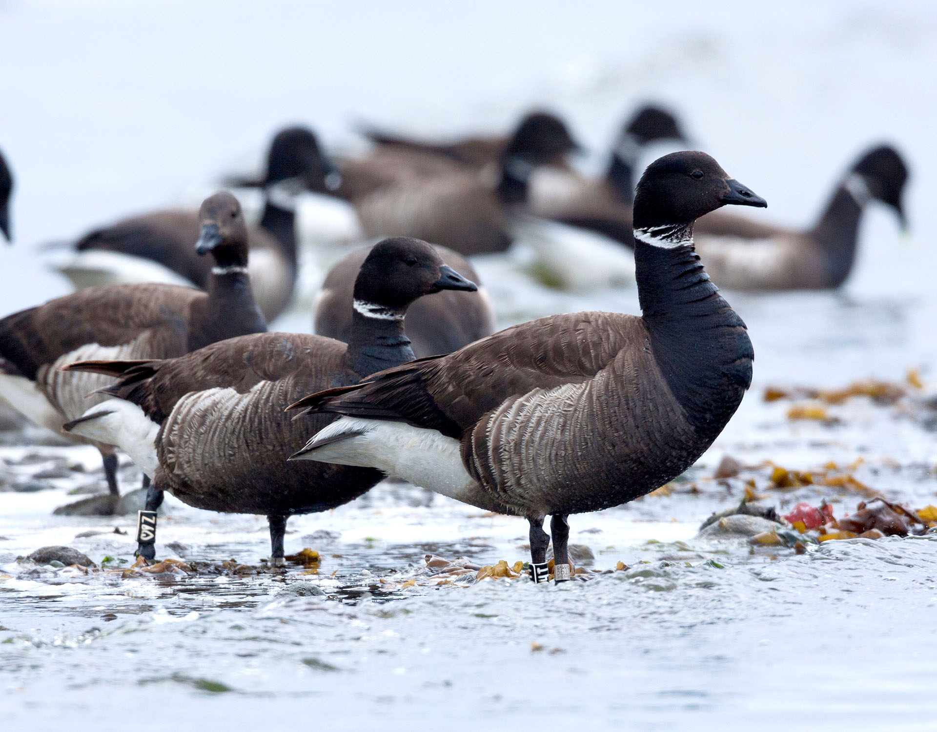 Goose Hunting | Strategies for Different Types of Geese | onX Hunt