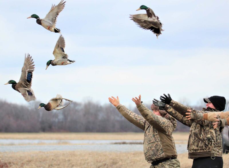 How Hunting Pressure Affects Duck Behavior | onX Hunt