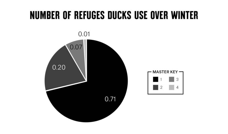 How Hunting Pressure Affects Duck Behavior | onX Hunt