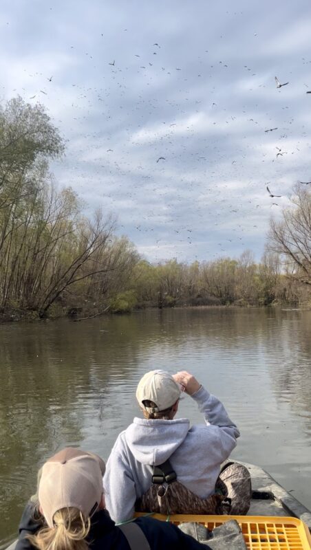 How Hunting Pressure Affects Duck Behavior | onX Hunt