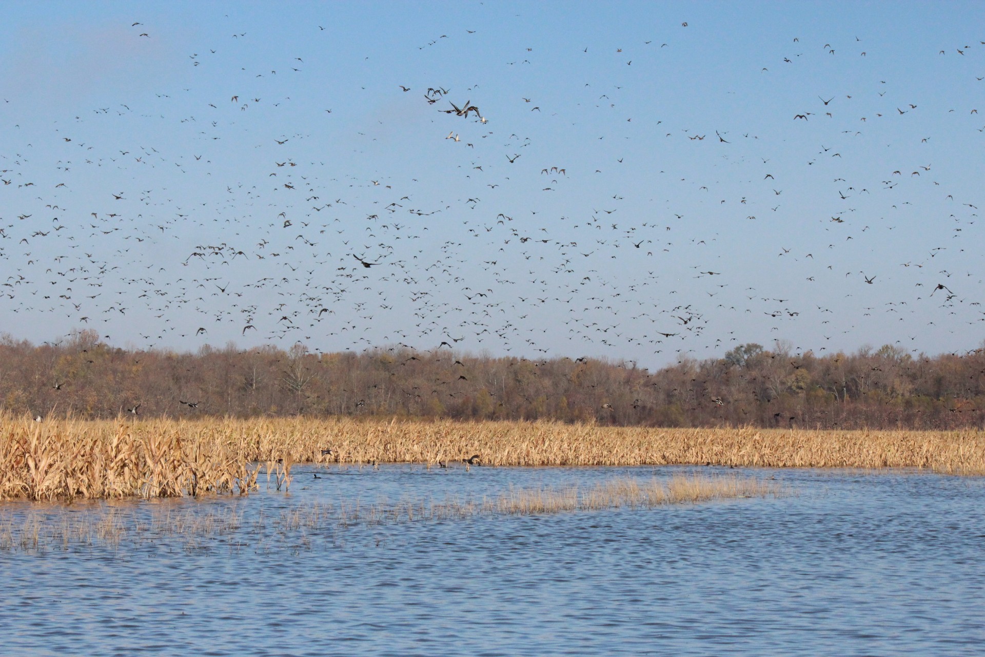How Hunting Pressure Affects Duck Behavior | onX Hunt