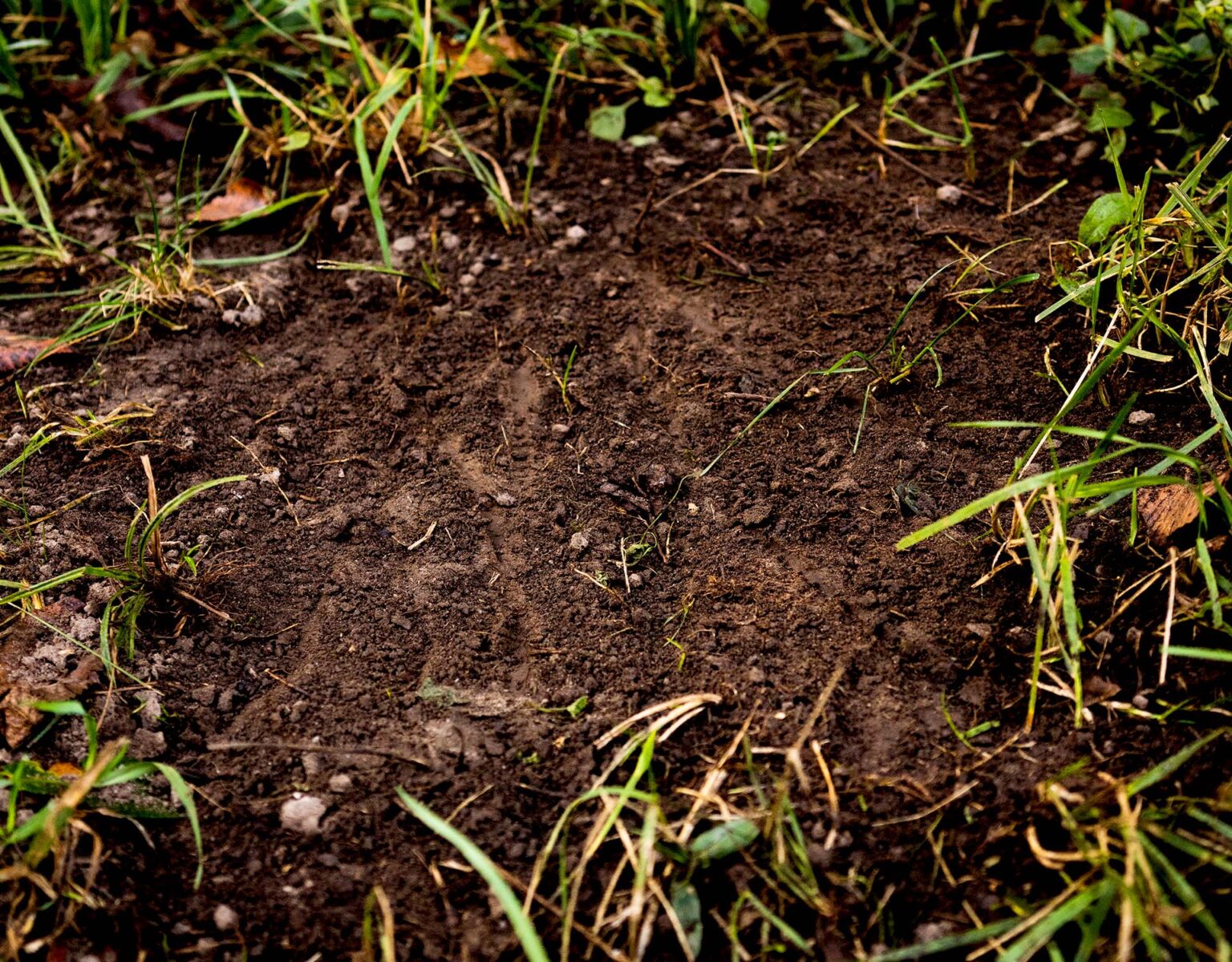 How To Read Deer Sign | What Deer Tracks, Scat, & Scrapes Tell You