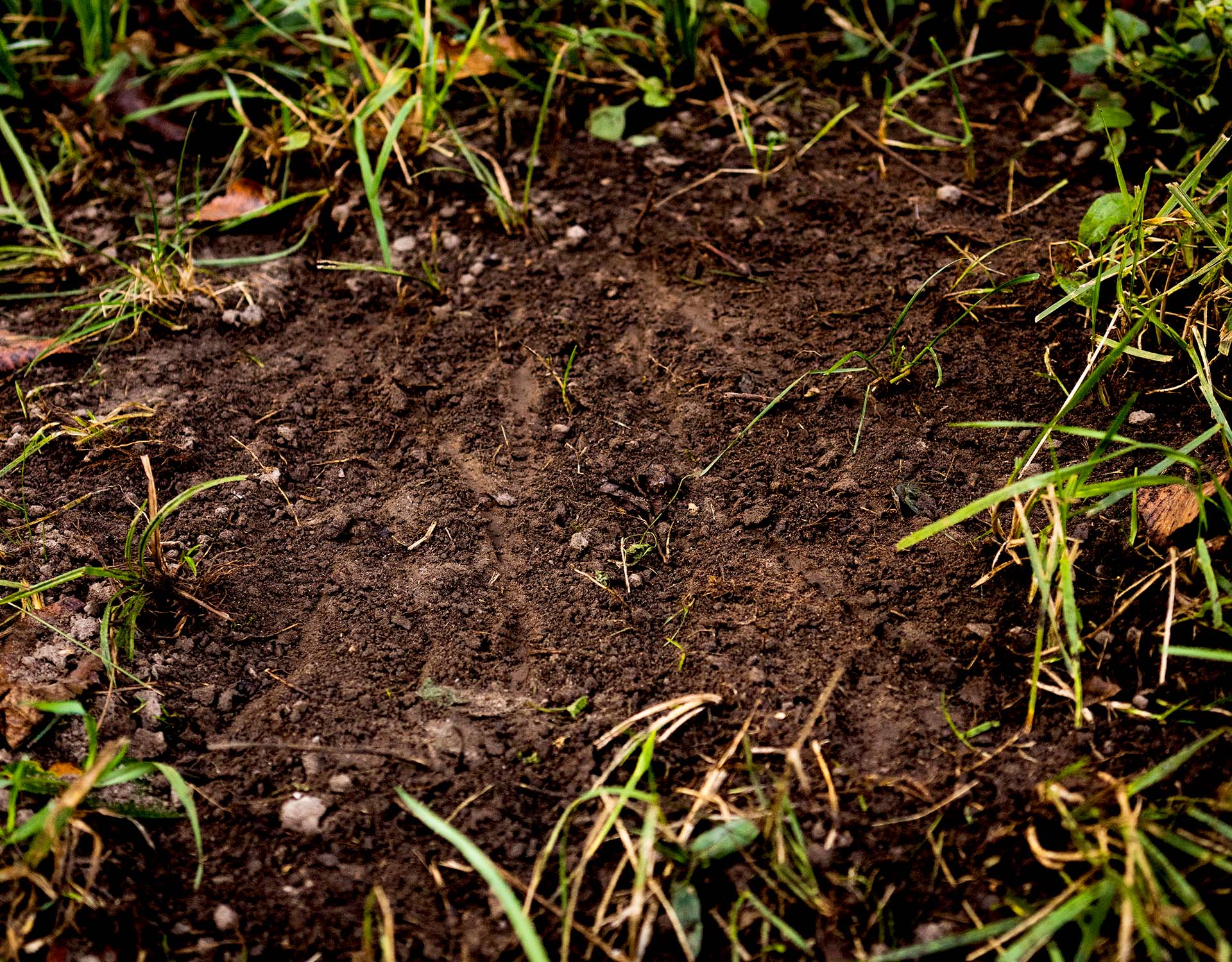 How To Read Deer Sign | What Deer Tracks, Scat, & Scrapes Tell You