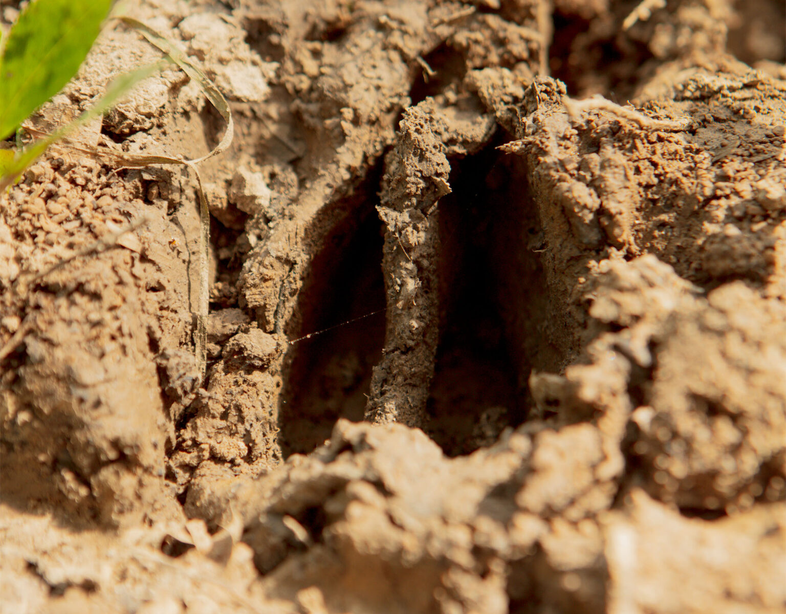 How To Read Deer Sign | What Deer Tracks, Scat, & Scrapes Tell You