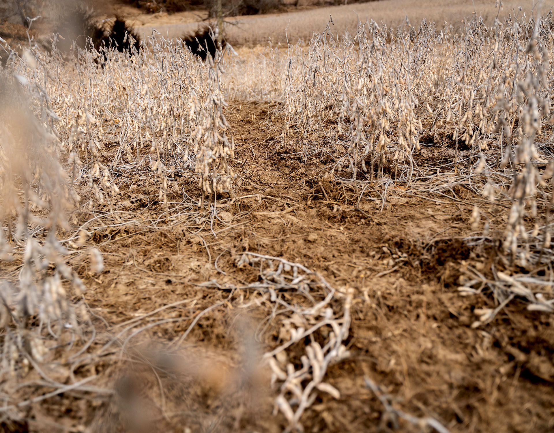 How To Read Deer Sign | What Deer Tracks, Scat, & Scrapes Tell You