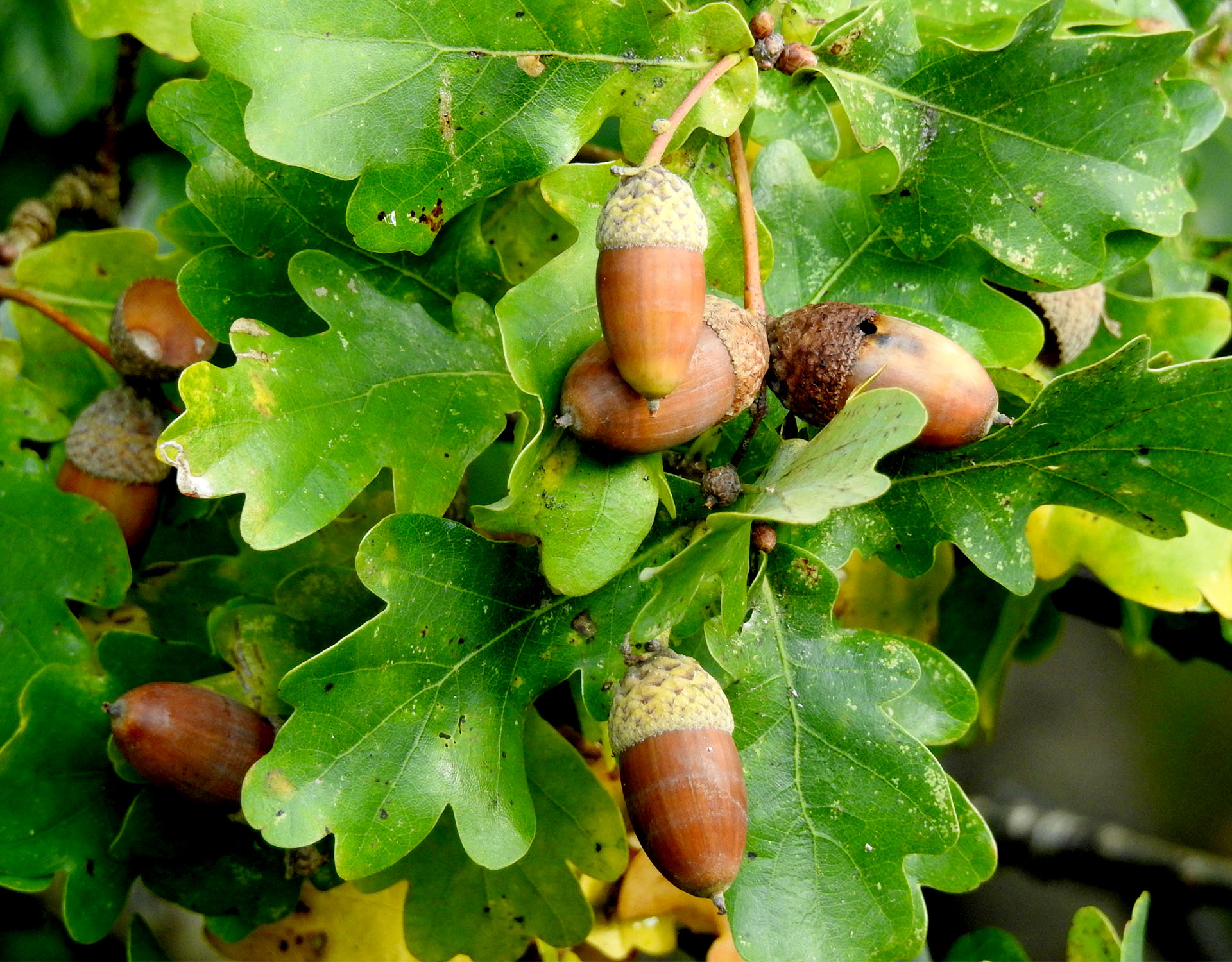 Scouting Oak Tree Acorns | Whitetail Hunting | onX Hunt